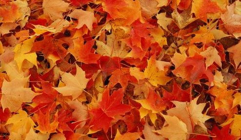 1º dia do outono chegou com suas características - TV Jaguari