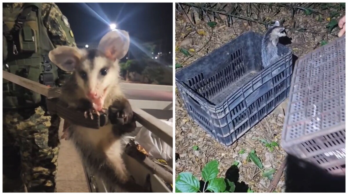 Saruê é resgatado na região central da cidade - TV Jaguari