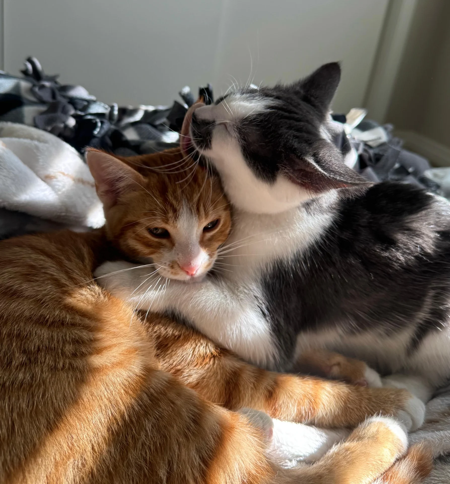 Meu animal, meu xodó - TV Jaguari